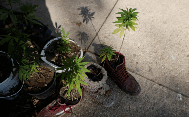 Mexico Publishes Medicinal Cannabis Regulation Creating New Market