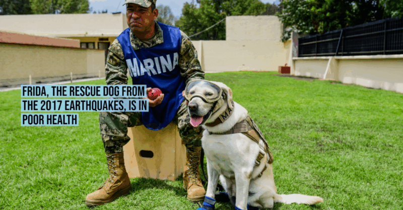 Frida, the rescue dog from the 2017 earthquakes, is in poor health