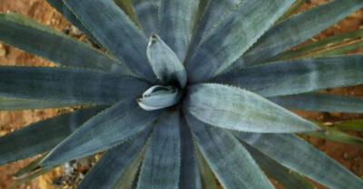 Agave Spirits May Trace Back 2,500 Years in Mexico