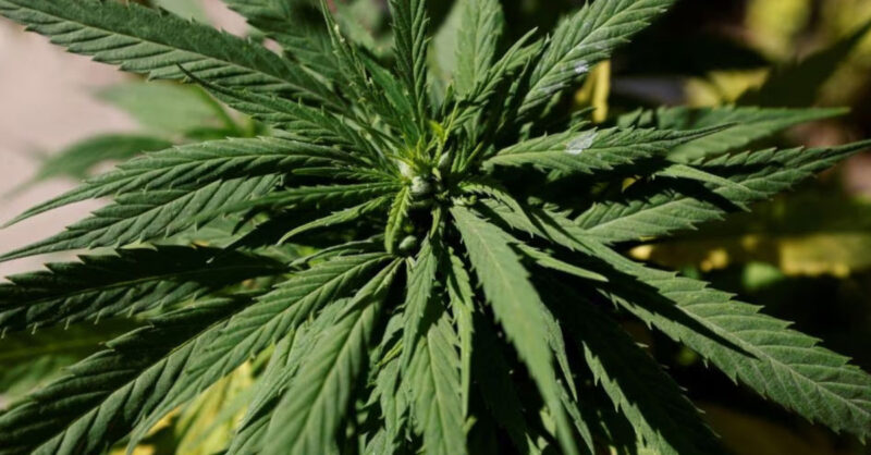 Canadian company receives Mexico's first permit to grow and market ...