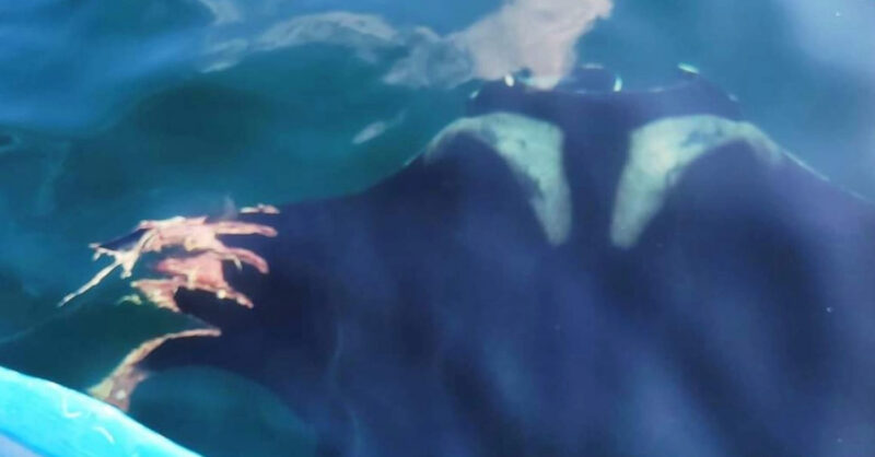 Manta Pacific Mexico Project Reports Serious Manta Ray Injury Due to ...