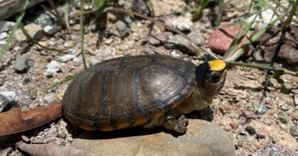 The Tiny Turtle at the Center of Puerto Vallarta’s Growth Debate