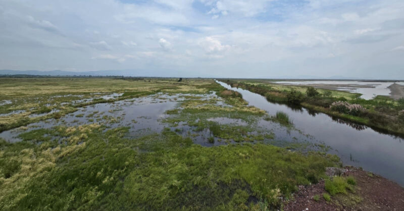 Lake Texcoco Revitalizes as Nature Reclaims Abandoned Airport Site in Mexico City