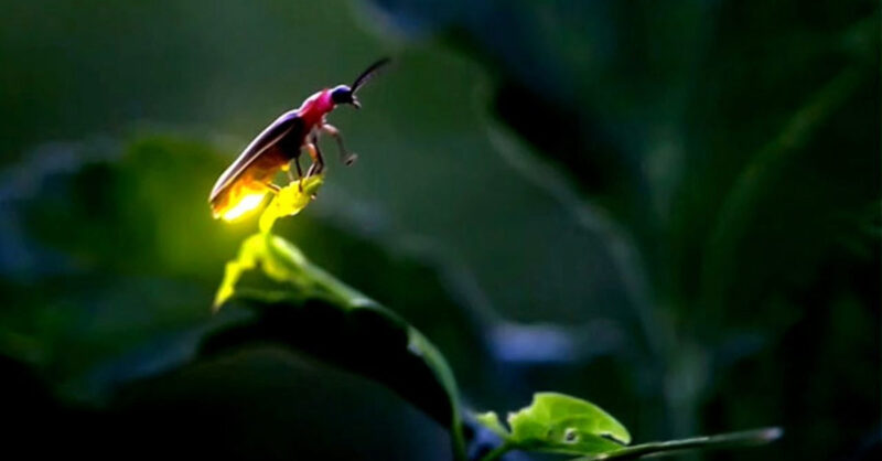 Fireflies in Mexico face extinction threat from climate change and ...
