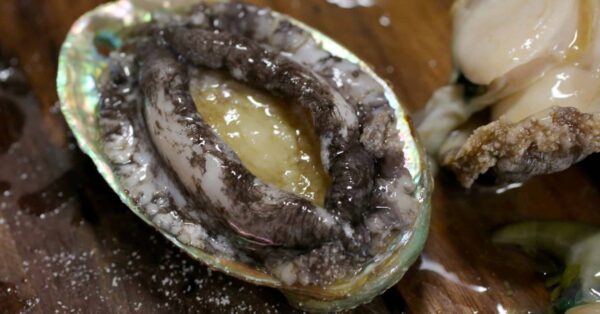 Baja abalone ban begins as seasonal closure protects a key fishery