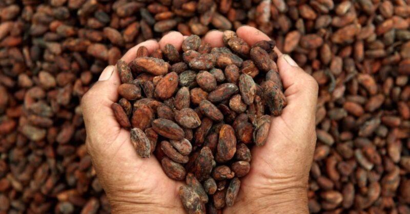 Chiapas cacao heritage powers culture and livelihoods