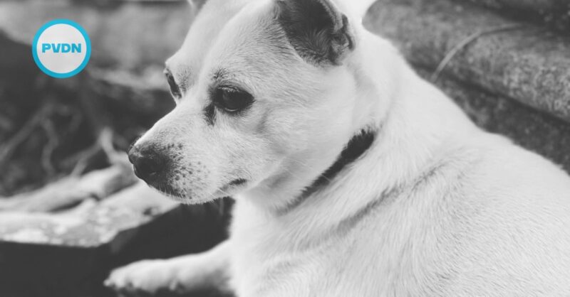 First Los Cabos pet crematorium wins council approval