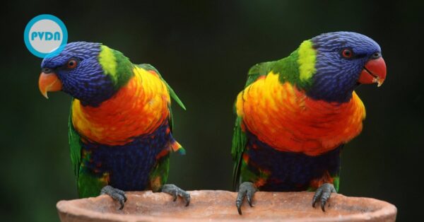 World Animal Day Cancún adds urgency on animal care