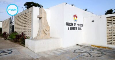 Cancun Animal Protection shakeup after director ousted