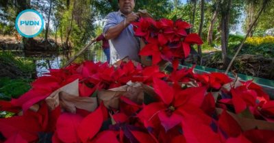 Cancun poinsettia vendors fill main avenues with red