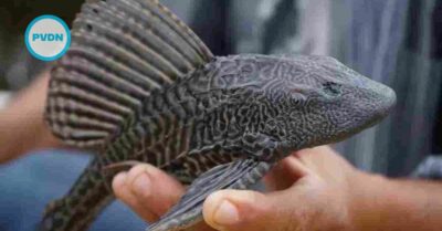 Quintana Roo devilfish spreads in fragile Chetumal Bay