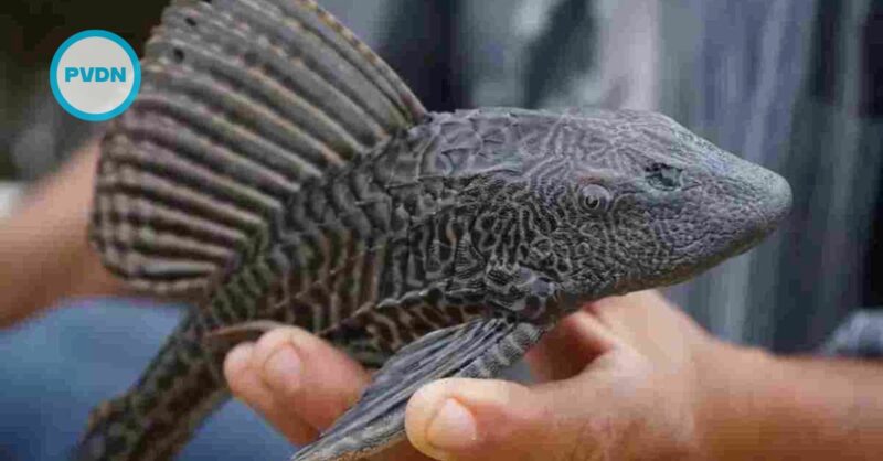 Quintana Roo devilfish spreads in fragile Chetumal Bay