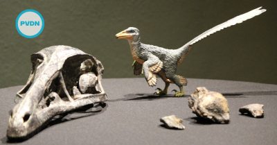 New dinosaur from Coahuila adds to Mexico’s fossil record