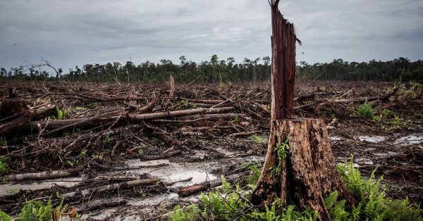 Mexico Launches Deforestation-Free Forest Certificate