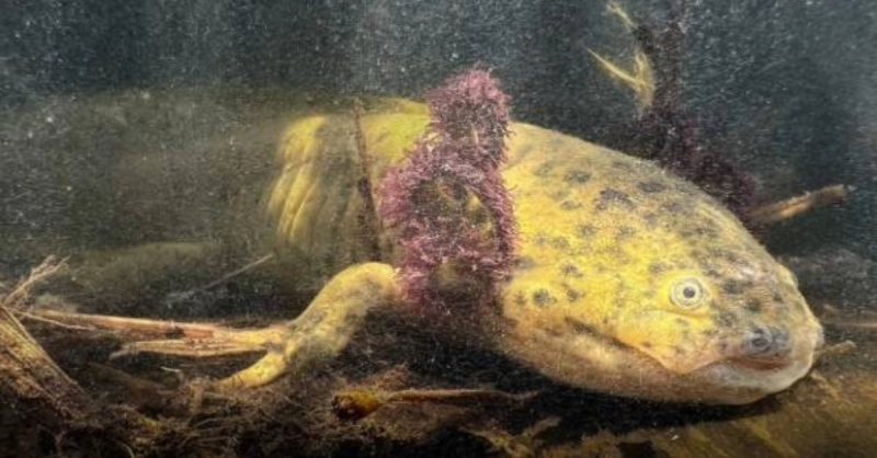 Altiplano axolotl found again in protected Mexico City wetland