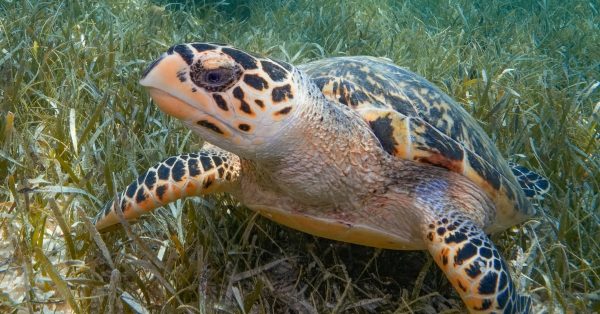 Hawksbill Turtle Nesting Recorded on Islas Marías